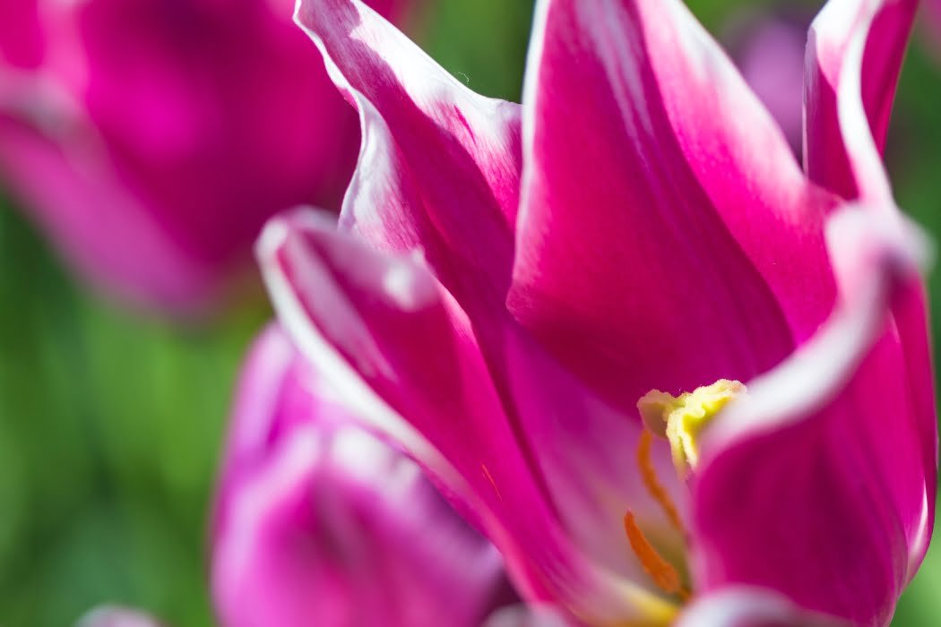 How To Grow Tulips – Wild Garden Expert