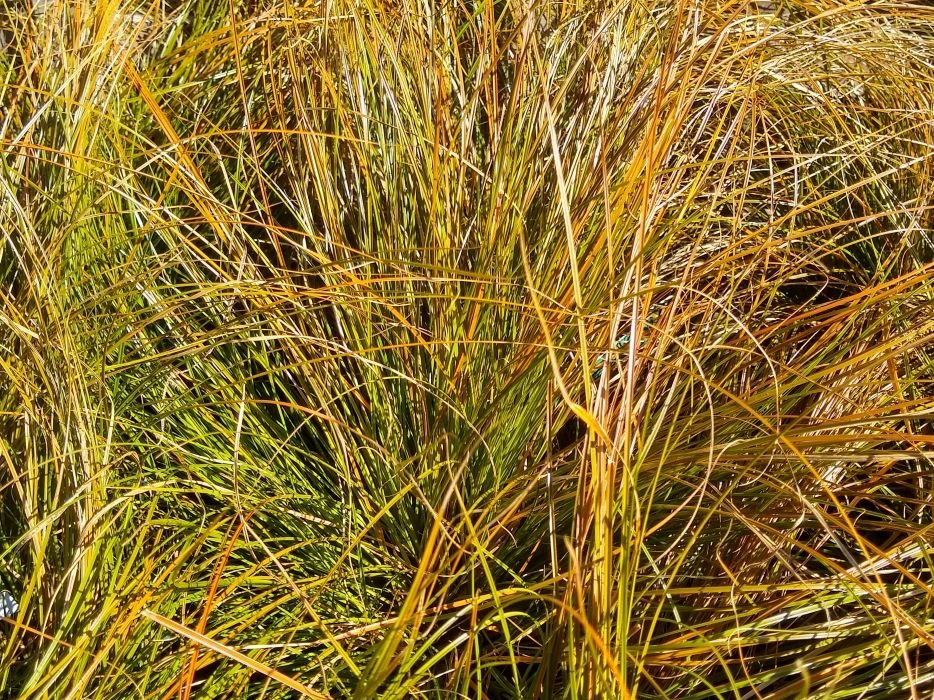 10 Of the Best Ornamental Grasses for Your Naturalistic Garden – Wild ...