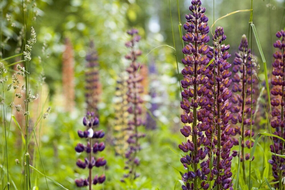 2026 Garden Design Trends Wild Garden Expert