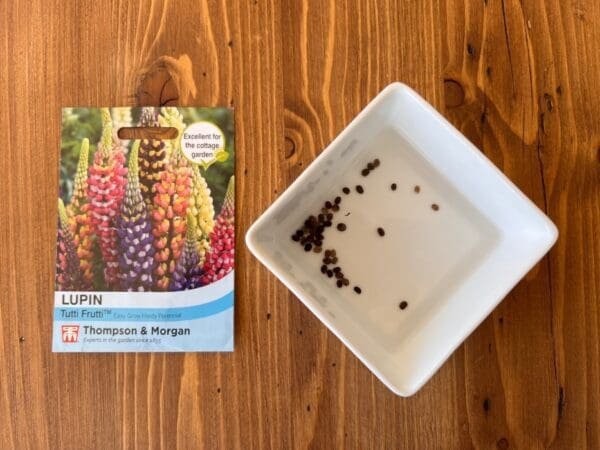 How to grow lupins from seed in the UK – Wild Garden Expert