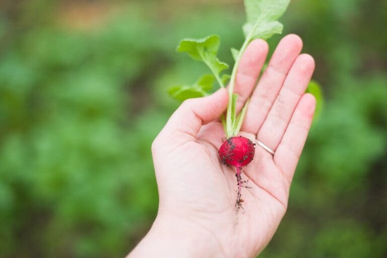 10 of the Best Plants to Grow with Children – Wild Garden Expert