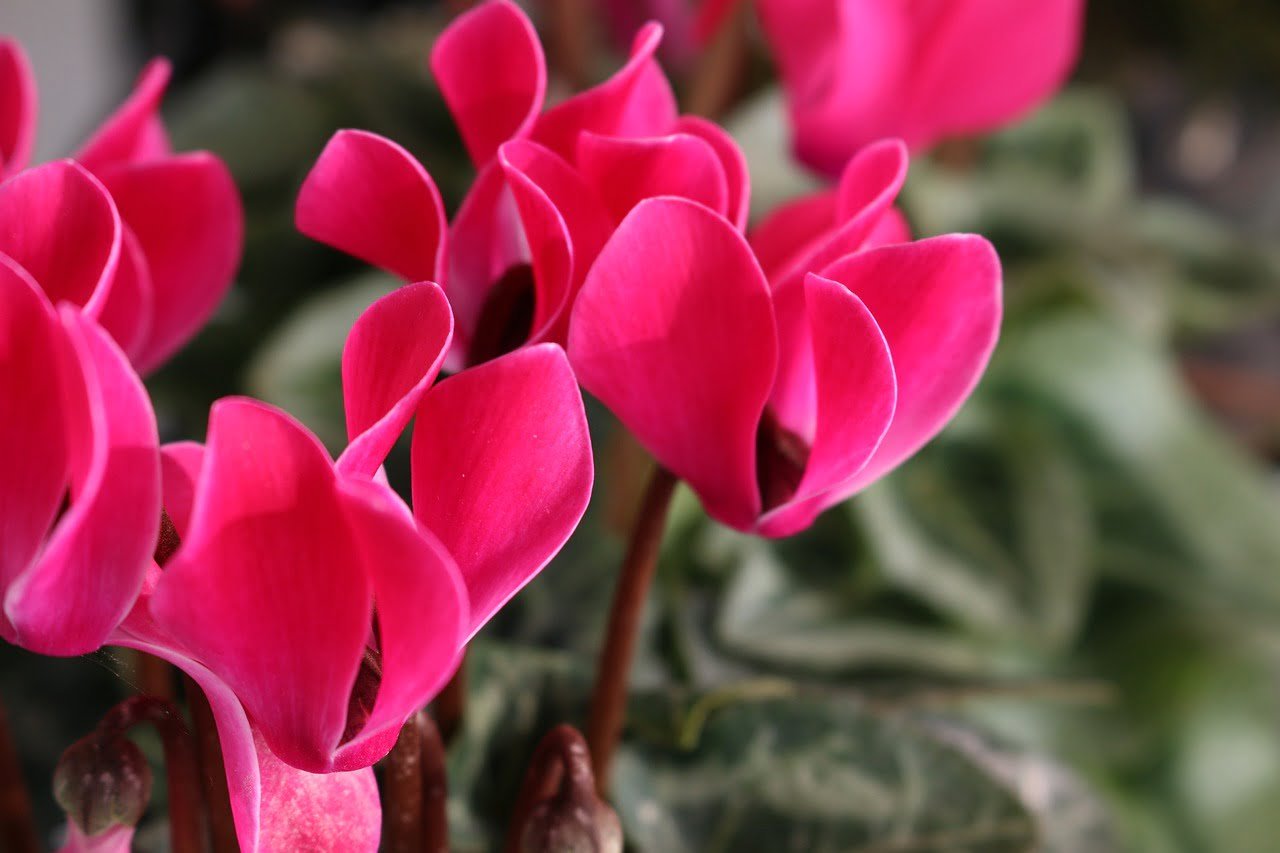 Flowering Plants For Every Month – Wild Garden Expert