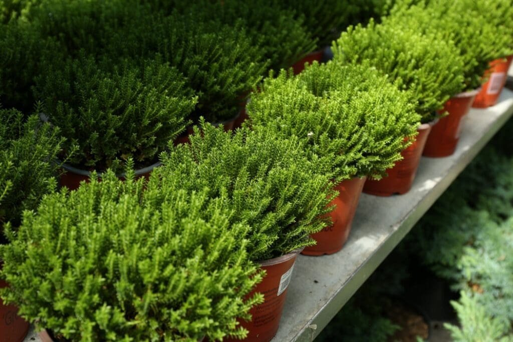 10 Plants for Stunning Winter Pots and Containers – Wild Garden Expert