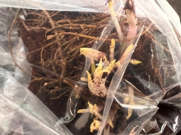 How To Transform Your Garden with Bare-Root Perennials – A Step by Step ...