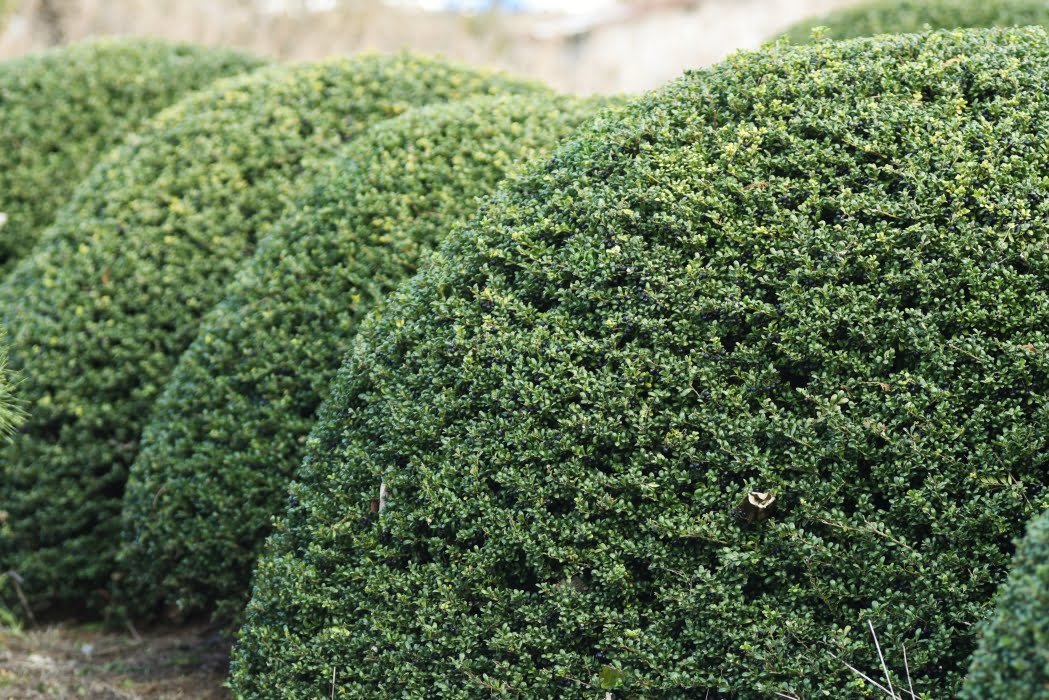 11+ New Build Garden Ideas To Get You Started – Wild Garden Expert