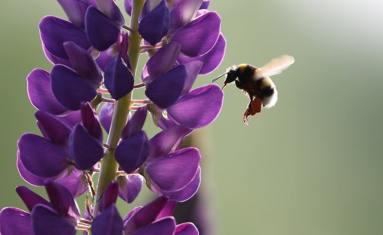 Bee Cups for Thirsty Pollinators: Reviving the Garden Buzz – Wild ...