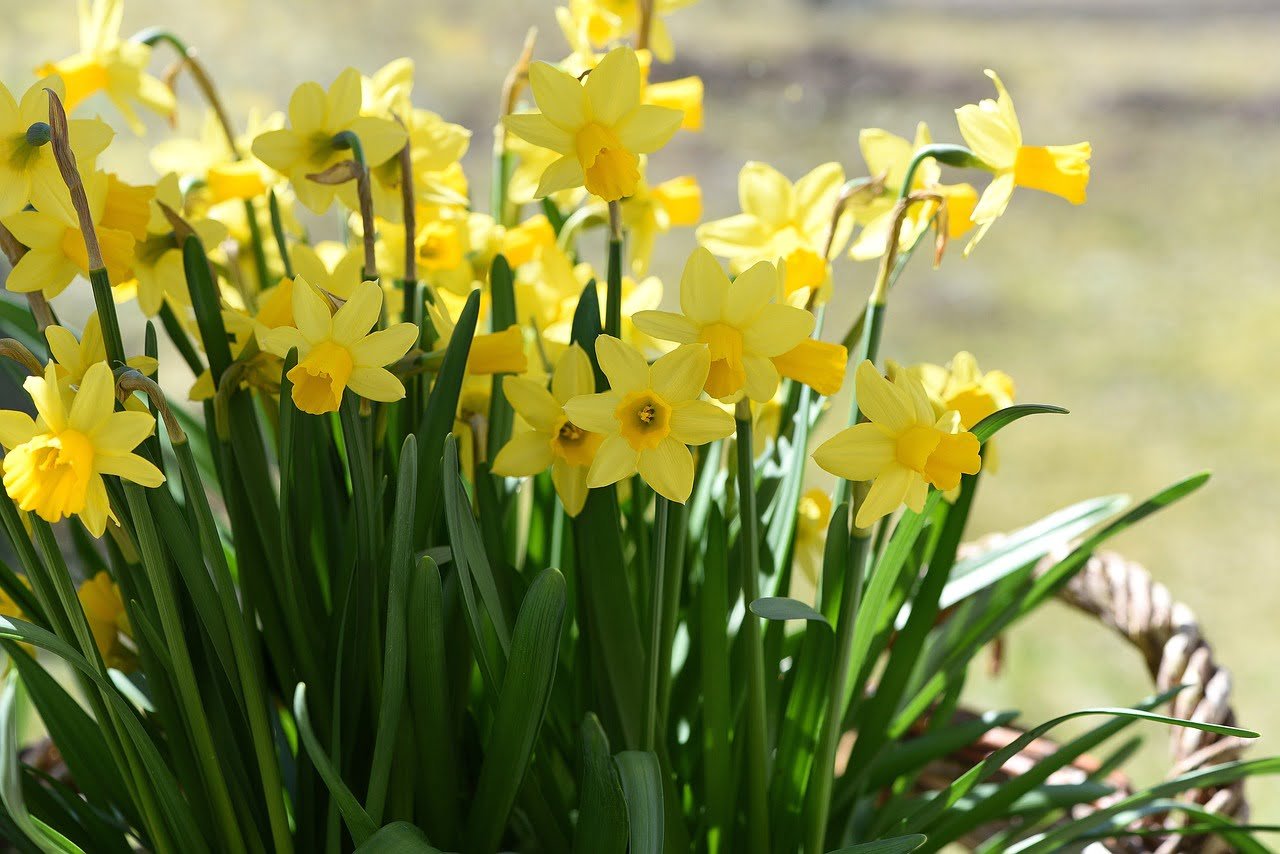 The 10 Best Plants for March – Wild Garden Expert