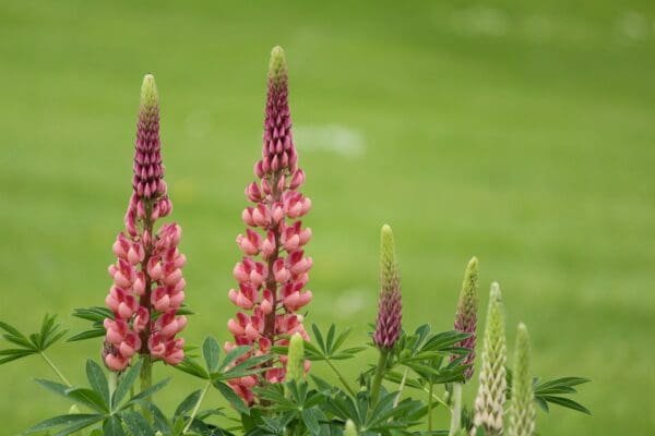 How to grow lupins from seed in the UK – Wild Garden Expert