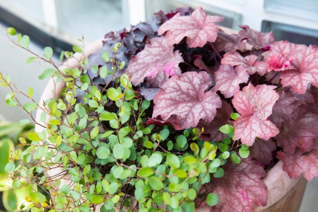10 Plants for Stunning Winter Pots and Containers – Wild Garden Expert