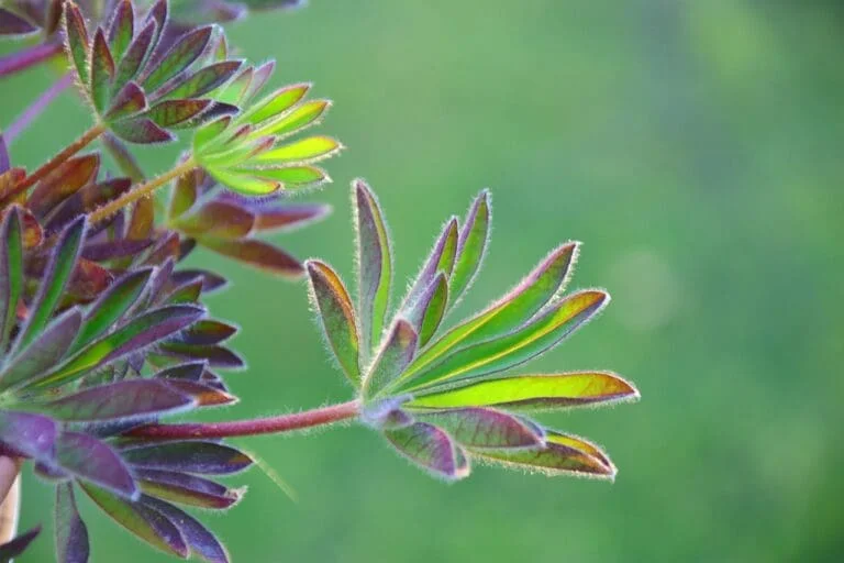 How To Grow Lupins From Seed In The UK - Wild Garden Expert