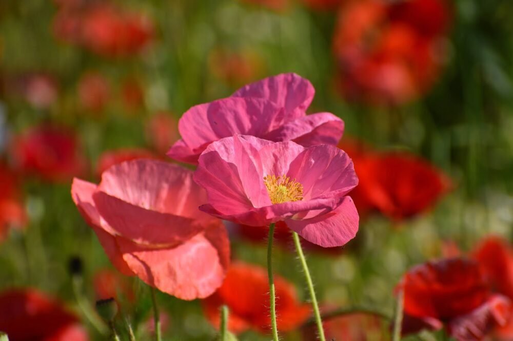 How to Grow Poppies – Wild Garden Expert