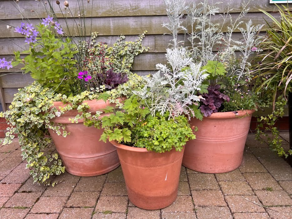 10 Plants For Creating Stunning Winter Pots And Containers - Wild ...