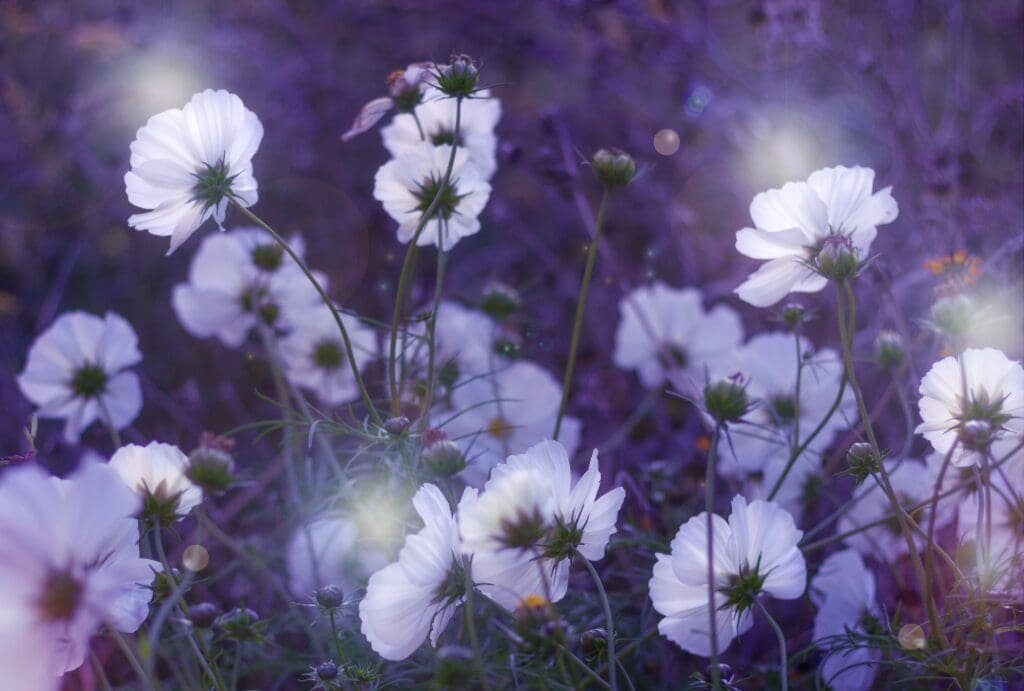 What Is a Moon Garden? Key Features and Plant Ideas