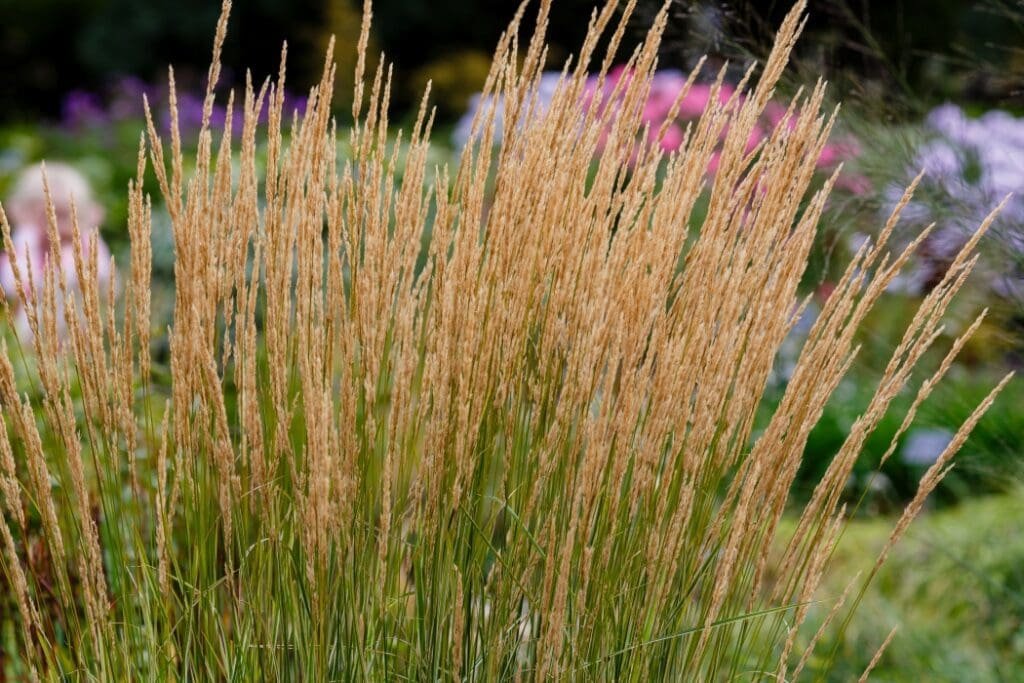 Calamagrostis ‘Karl Foerster’ Growing Guide – Wild Garden Expert