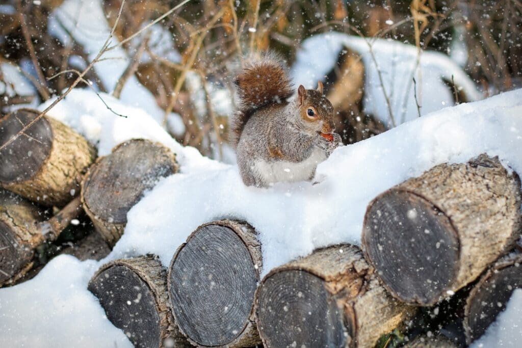 Creating a Winter Wildlife Garden – Tips for Supporting Wildlife This ...