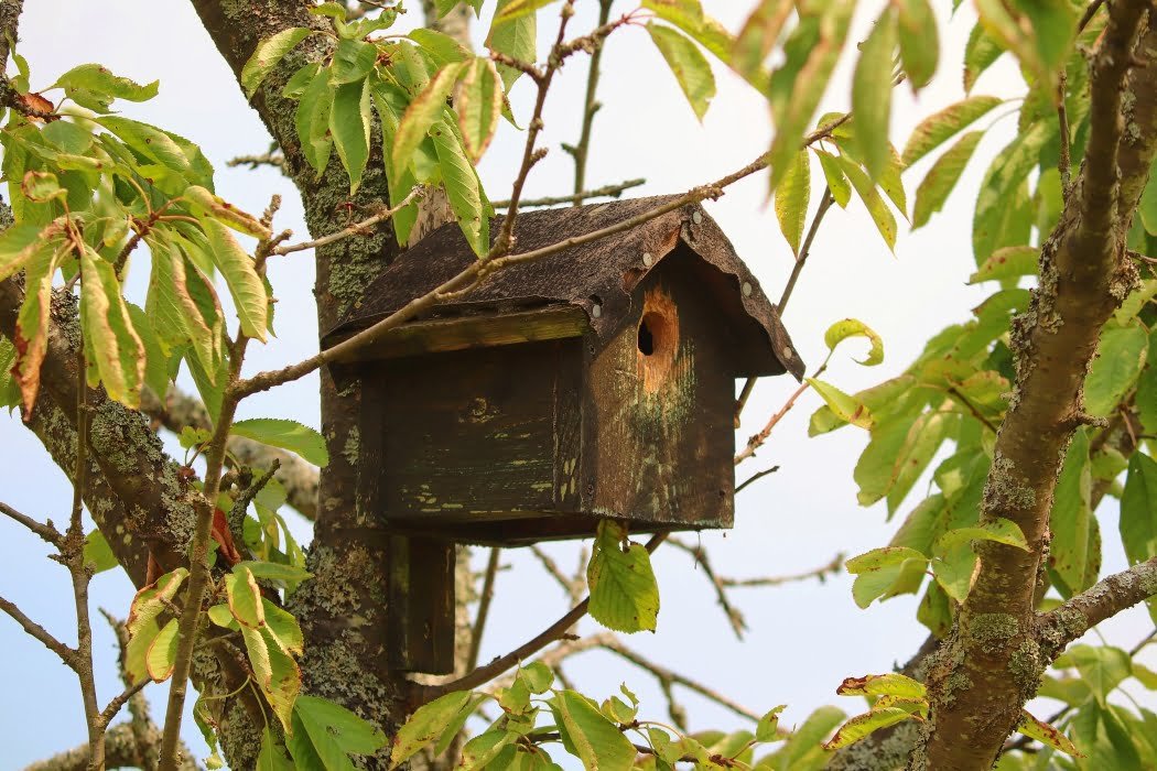 Birdhouse Positioning Tips: A Strategic Guide to Placing Nest Boxes ...