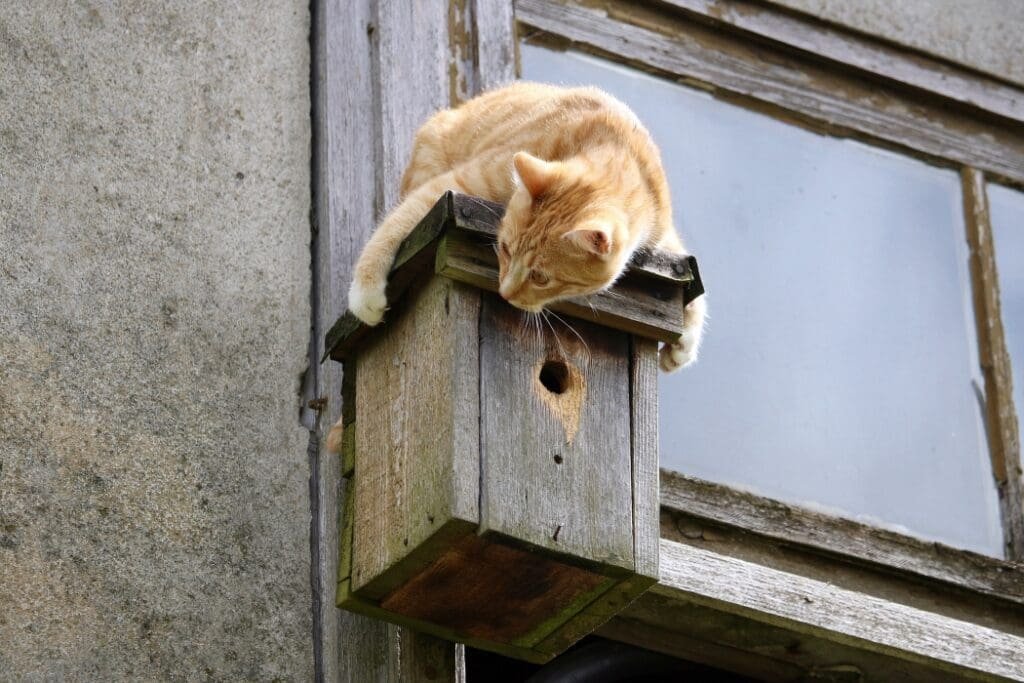 Birdhouse Positioning Tips: A Strategic Guide to Placing Nest Boxes ...