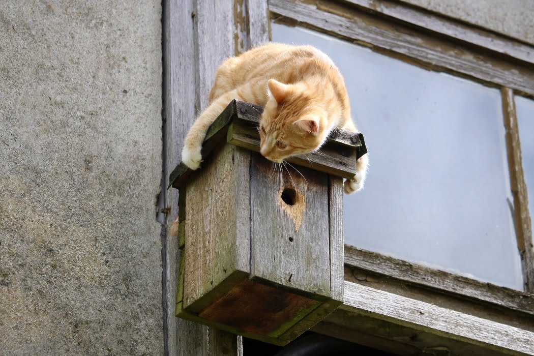 Birdhouse Positioning Tips: A Strategic Guide to Placing Nest Boxes ...