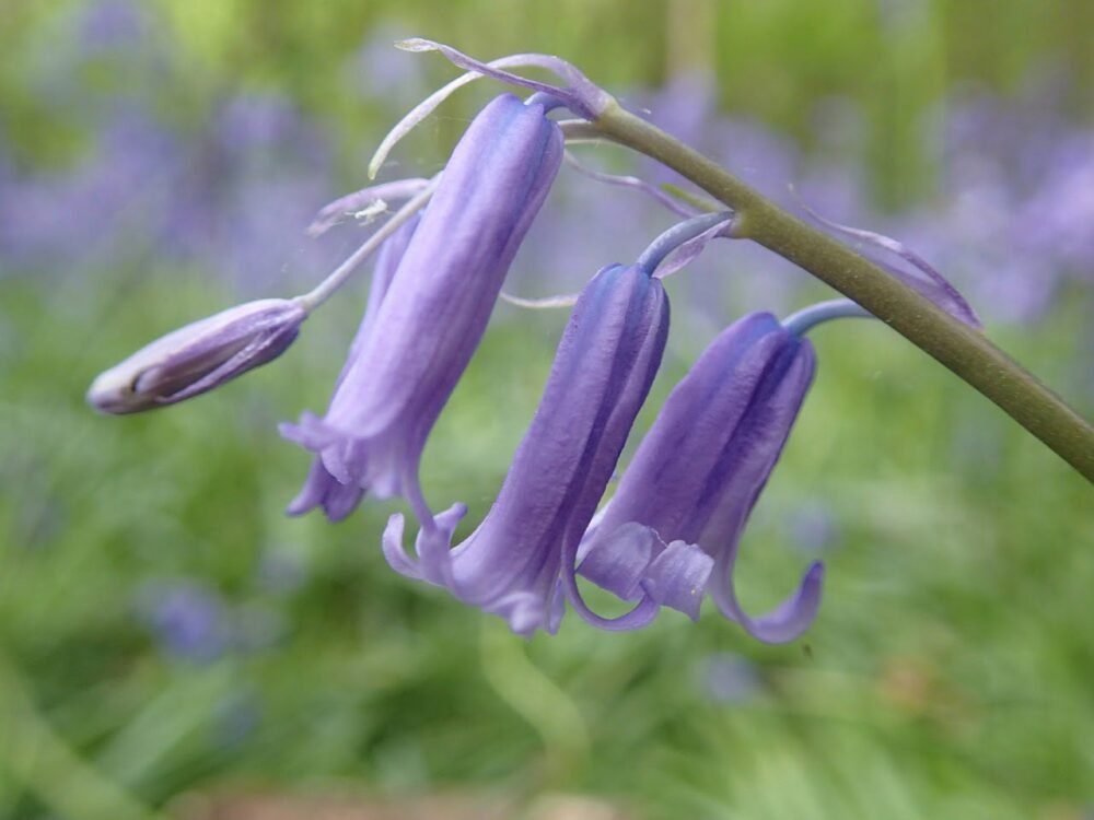 How To Grow Bluebells – Wild Garden Expert