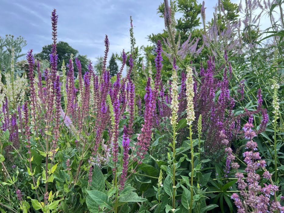 How to Create a Wild Garden That Will Attract Wildlife – Wild Garden Expert