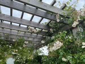 7 of the Best Climbing Plants to Grow over your Pergola – Wild Garden ...