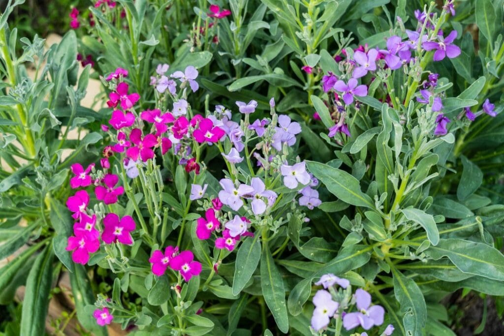 The 10 Best Plants for May – Wild Garden Expert