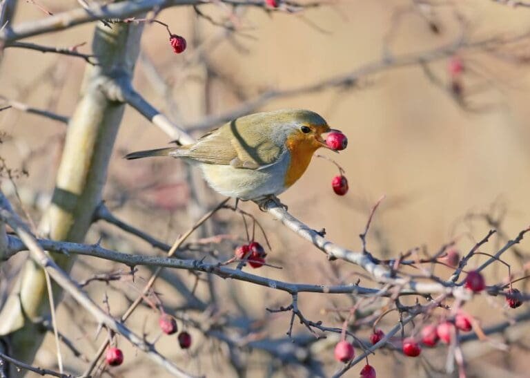 Best Trees for Wildlife in the UK – Wild Garden Expert