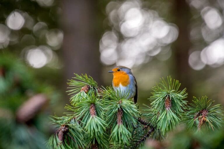 Best Trees for Wildlife in the UK – Wild Garden Expert