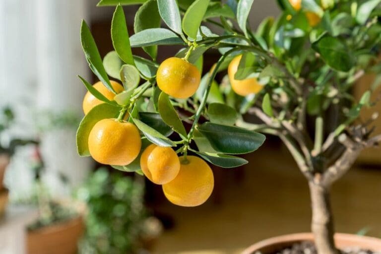 11+ Italian Style Garden Ideas and Key Features – Wild Garden Expert